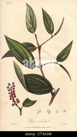 Cubeb or Java pepper, Piper cubeba (Cubeba officinalis ...