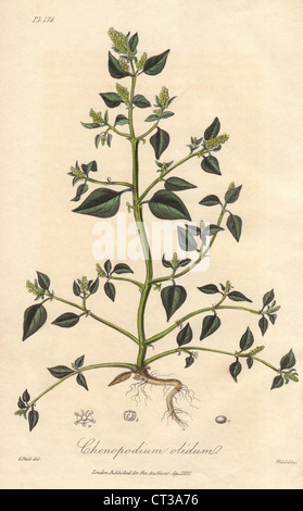 Chenopodium Vulvaria Stinking Goosefoot Stock Photo - Alamy