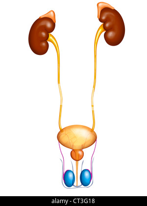 MALE GENITOURINARY TRACT Stock Photo - Alamy