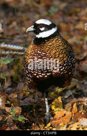 Reeves's Pheasant male - France Stock Photo - Alamy