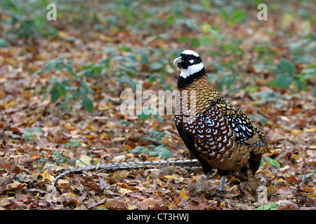 Reeves's Pheasant male - France Stock Photo - Alamy