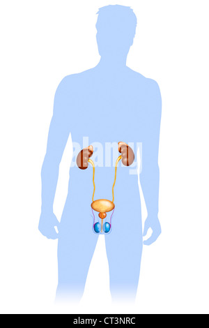 MALE GENITOURINARY TRACT Stock Photo - Alamy