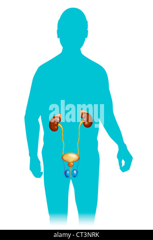 MALE GENITOURINARY TRACT Stock Photo - Alamy