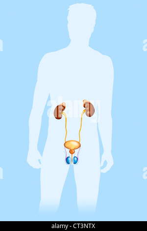 MALE GENITOURINARY TRACT Stock Photo - Alamy