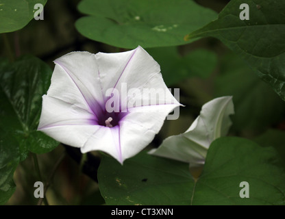 Flower of clove bean calonyction muricatum Ipomoea muricata purple ...