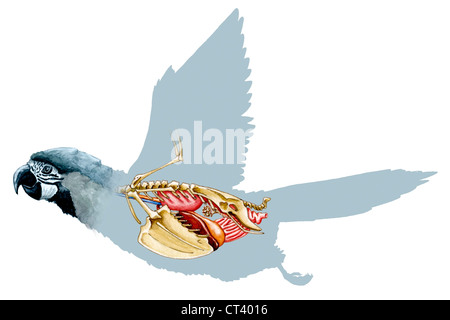 PARROT ANATOMY, DRAWING Stock Photo - Alamy