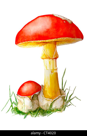 Caesar's Mushroom (Amanita caesarea), Amanitaceae Stock Photo - Alamy