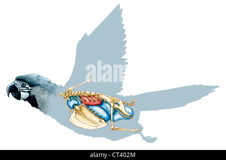 PARROT ANATOMY, DRAWING Stock Photo - Alamy