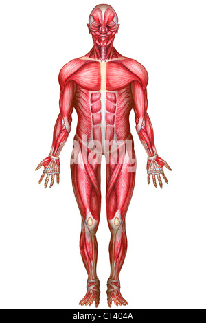 Human abdominal muscles (rectus abdominis), illustration Stock Photo ...