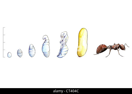 Ants and pupae. Adult ants and cocoons (brown) containing pupae. When ...