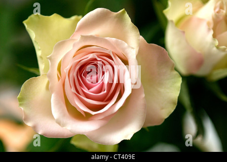 Rose (Rosa sp), Rosaceae Stock Photo - Alamy