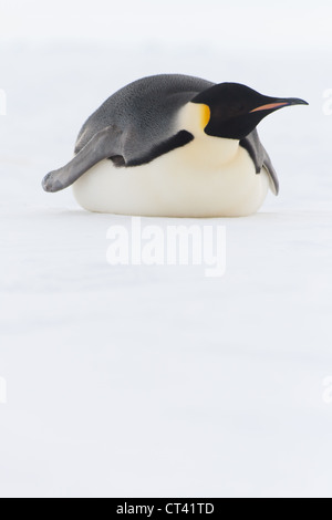 Emperor Penguin sliding on its belly Stock Photo: 49261696 - Alamy
