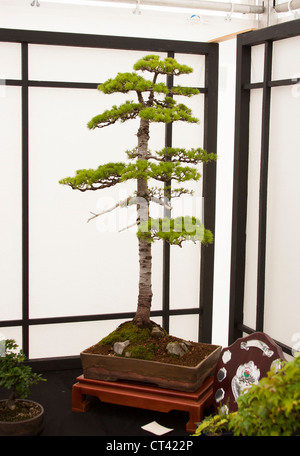 Miniature pine tree at bonsai show in Nikko Stock Photo - Alamy