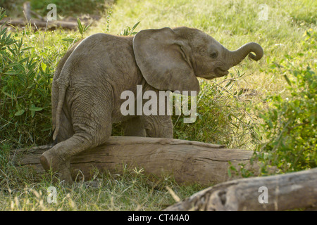 Elephant calf baby animal log forest trunk tusk gray wildlife nature ...