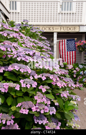 Rhode Island, Block Island. Hydrangeas with American flag Stock Photo ...