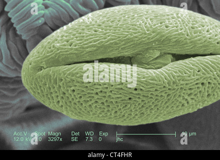 EVENING PRIMROSE POLLEN Stock Photo - Alamy