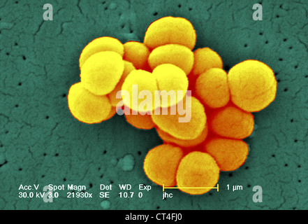 MICROCOCCUS LUTEUS Stock Photo - Alamy