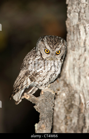 Whiskered Screech-Owl Megascops trichopsis Santa Catalina Mountains ...