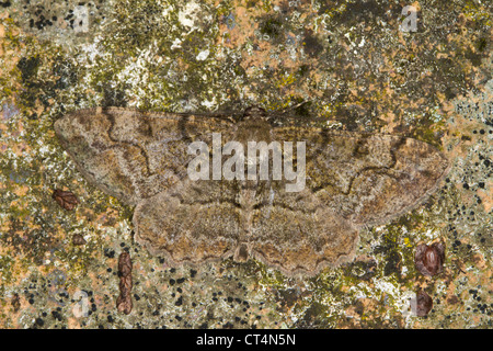 Mottled Beauty (Alcis repandata Stock Photo - Alamy