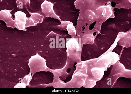 Staphylococcus aureus Bacteria, SEM Stock Photo - Alamy