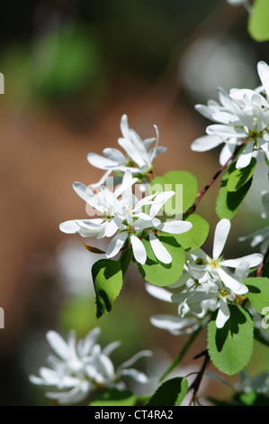 Saskatoon Berry shrub in flower (Amelanchier alnifolia) in a prairie ...