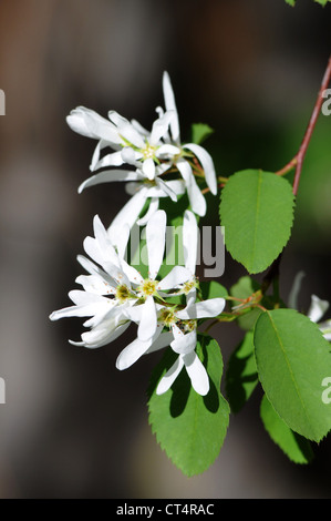 saskatoon blooms in spring Stock Photo - Alamy