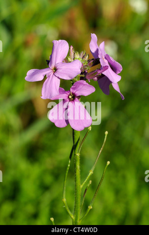 Dame's violet Hesperis matronalis Stock Photo - Alamy