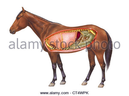 horse anatomy respiratory lungs Stock Photo: 34976504 - Alamy