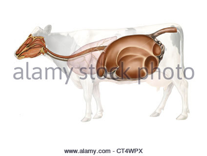COW ANATOMY, DRAWING Stock Photo: 48418706 - Alamy