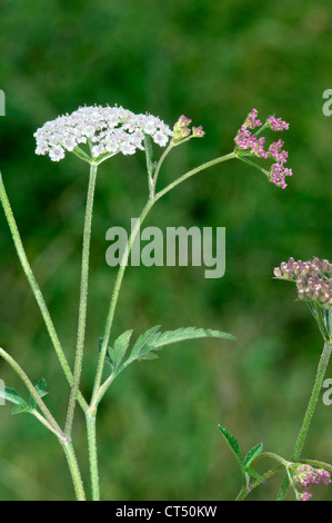 HEDGE PARSLEY [TORILIS ] FLOWERS Stock Photo - Alamy