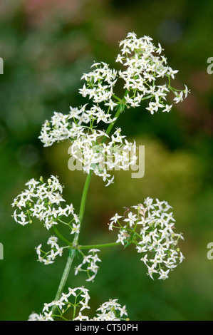 White flowers of Hedge Bedstraw / Galium mollugo & Purple Vetch / Vicia ...