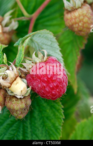 Raspberry (rubus idaeus) plant leaves with blight disease and blurred ...