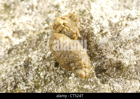 HEDGEHOG DROPPINGS Stock Photo - Alamy