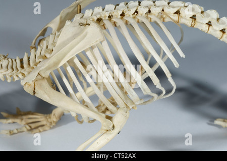 Side view of skeletal structures of the thoracic with and without rib ...