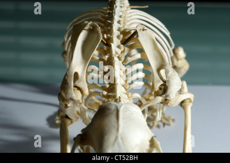 European Hedgehog Erinaceus europaeus Skull And Jawbone Stock Photo ...