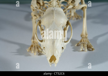 European Hedgehog Erinaceus europaeus Skull And Jawbone Stock Photo ...
