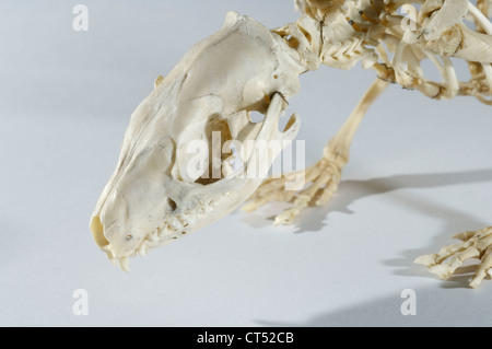 European Hedgehog Erinaceus europaeus Skull And Jawbone Stock Photo ...