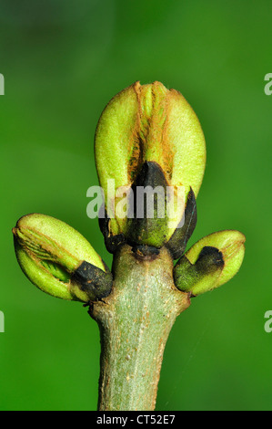 Ash tree buds Stock Photo - Alamy