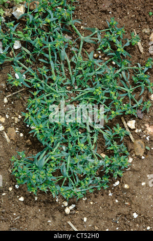 Dwarf spurge (Euphorbia exigua : Euphorbiaceae) in a cornfield, UK ...
