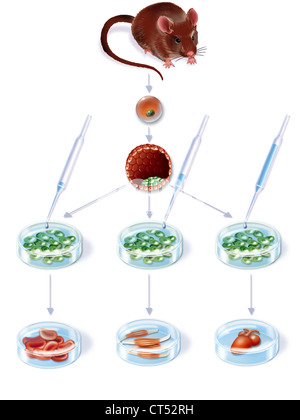 Stem cell, drawing Stock Photo - Alamy