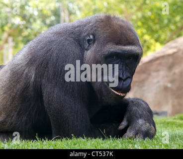 A gorilla happy Stock Photo - Alamy