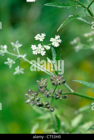 SPREADING HEDGE-PARSLEY Torilis arvensis (Apiaceae Stock Photo - Alamy