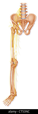 Peripheral nervous system drawing Stock Photo - Alamy