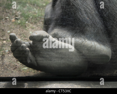 lowland gorilla (Gorilla gorilla gorilla), sole of a foot Stock Photo ...