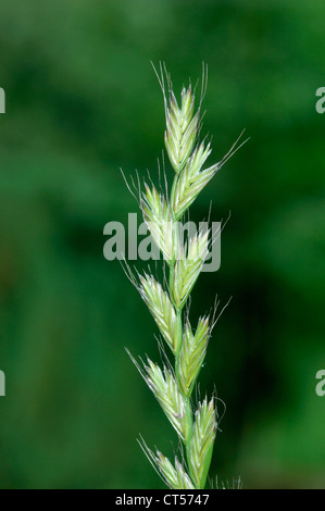 Italian rye-grass, Lolium multiflorum in flower Stock Photo - Alamy