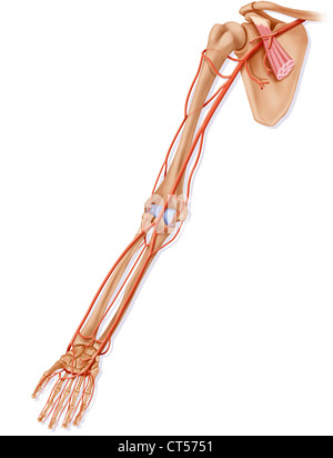 UPPER LIMB, BLOOD CIRCULATION Stock Photo - Alamy