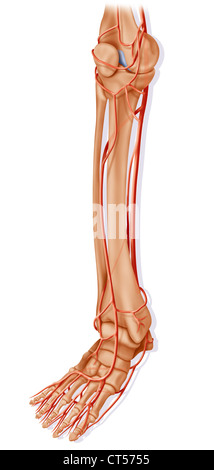 LOWER LIMB, BLOOD CIRCULATION Stock Photo - Alamy