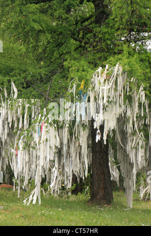 Sacred tree, Ulagansky pass, Altai, Siberia, Russia Stock Photo - Alamy