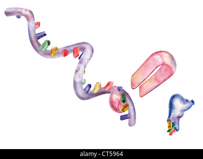 PROTEIN SYNTHESIS, DRAWING Stock Photo - Alamy