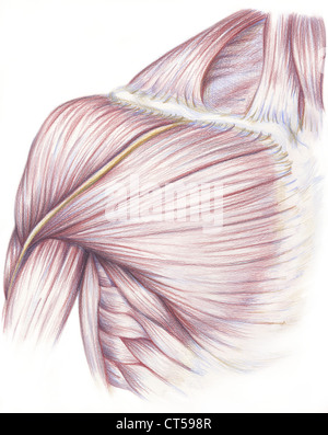 SHOULDER MUSCLE, DRAWING Stock Photo - Alamy
